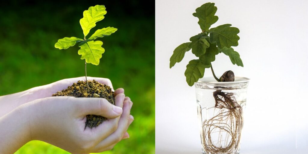 How to Propagate Oak Trees: A Step-by-Step Guide to Growing a Mighty ...