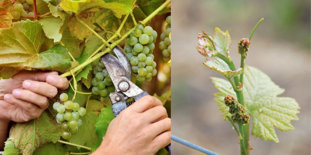 How to Summer Prune Grape Vines for a Bountiful Harvest: A Step-by-Step ...