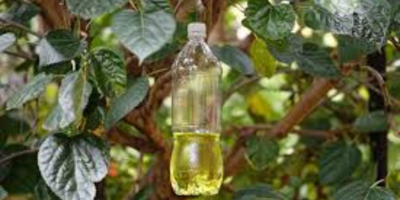 How to Make an Effective Queensland Fruit Fly Trap and Bait to Protect ...