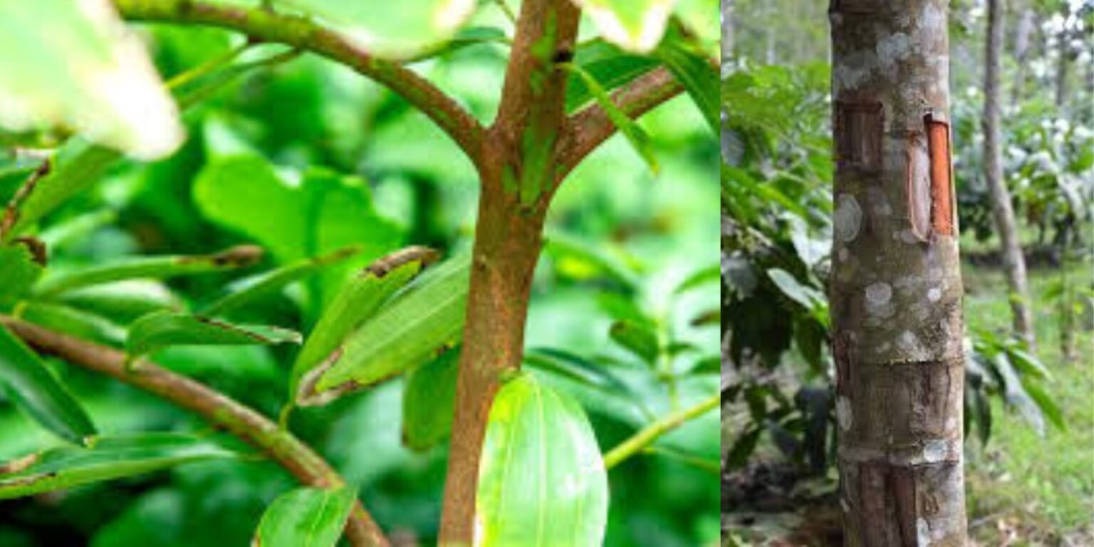 How to Grow Cinnamon Trees: A Complete Guide to Cultivating Your Own ...