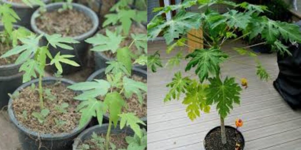 How to Grow a Papaya Tree from Seeds in a Pot: A Complete Guide ...
