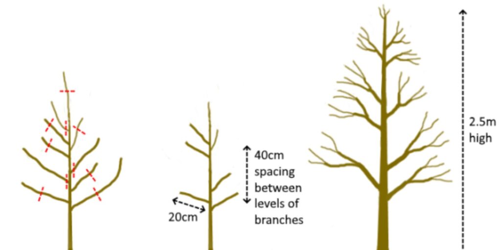 Mastering the Central Leader Pruning Method for Healthy, Productive ...