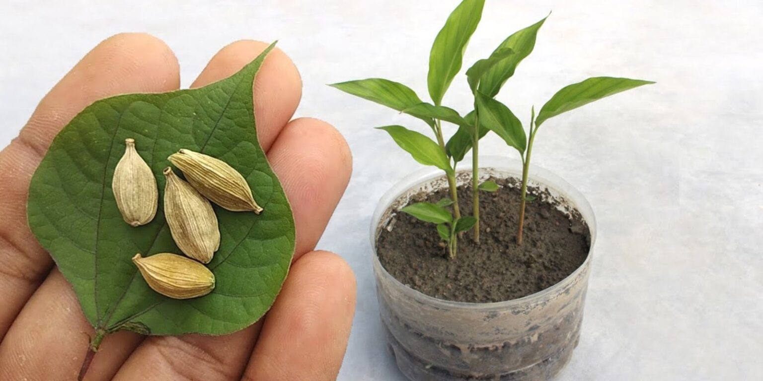 How to Grow Cardamom: A Complete Guide to Cultivating the Queen of ...