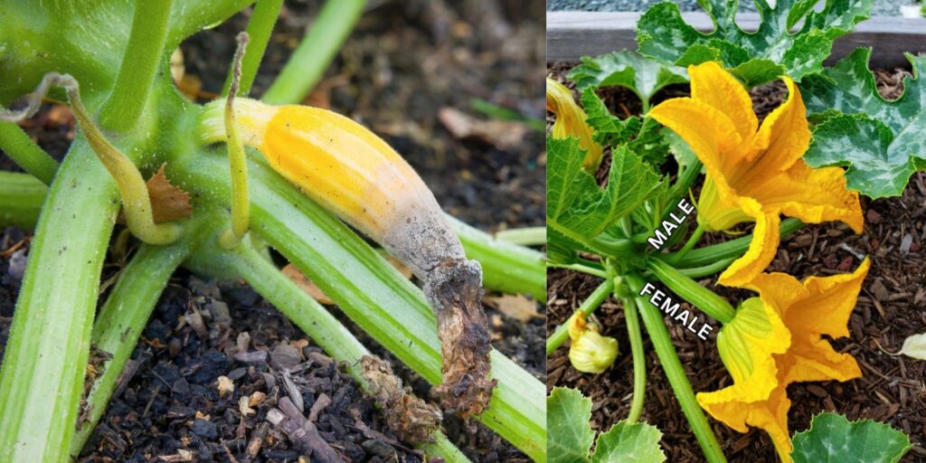 How to Prevent Zucchini and Squash Blossom End Rot: A Complete Guide ...