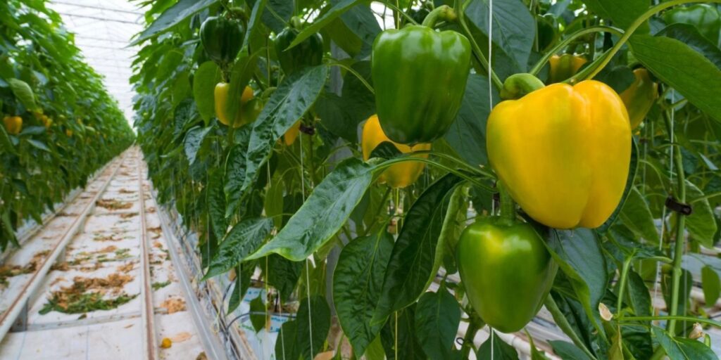 A Comprehensive Guide to Capsicum Cultivation in Polyhouse: Maximizing ...