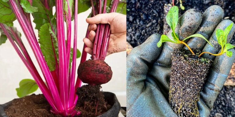 How to Grow Beets: A Complete Growing Guide - Natural Garden Tips