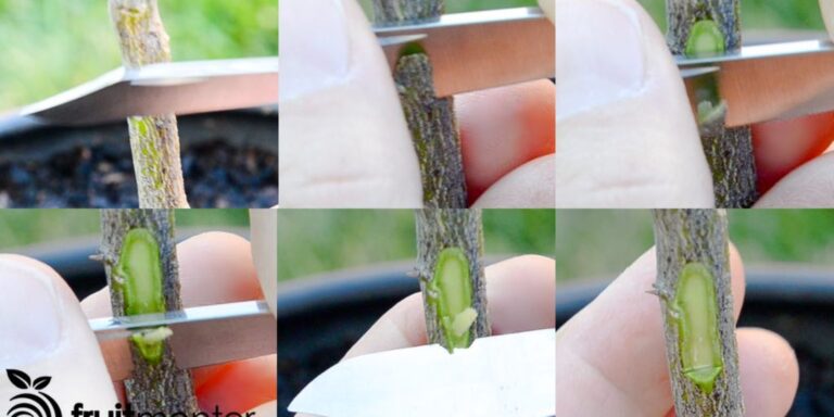 Mastering Citrus Tree Grafting A Step By Step Guide To Success