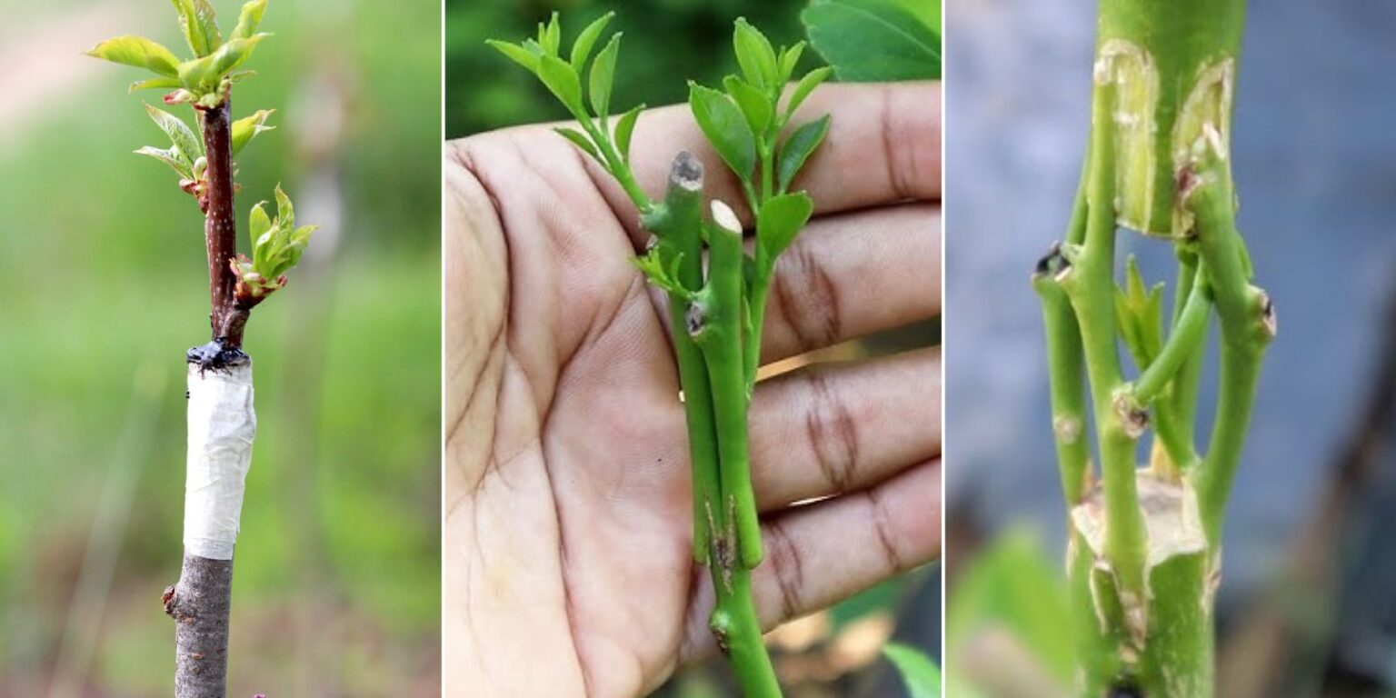 How to Graft Trees Correctly and Efficiently: A Comprehensive Guide ...