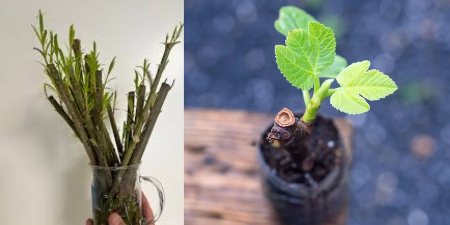 How to Grow a New Tree from a Branch: The Ultimate Guide to Propagation ...