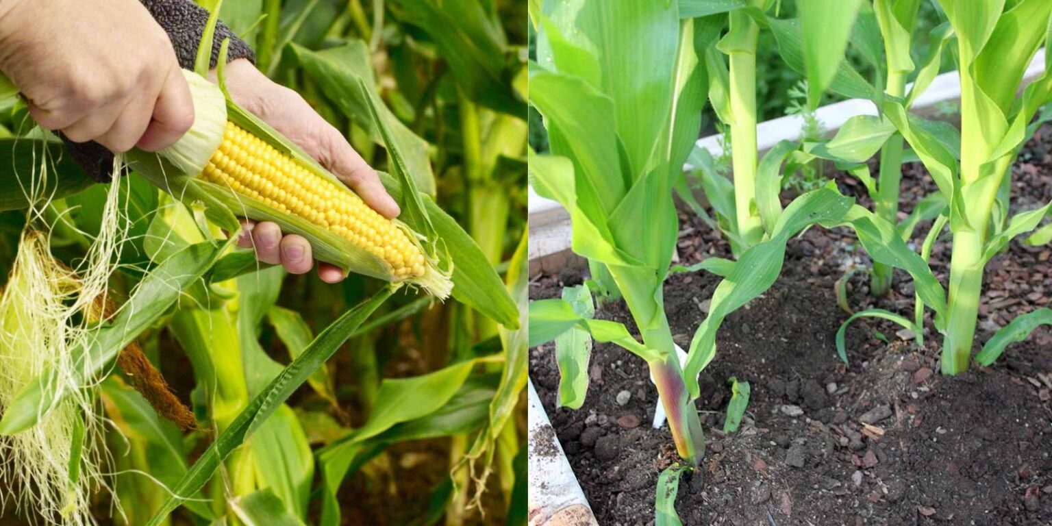 How to Plant and Grow Sweet Corn at Home: A Complete Guide - Natural ...