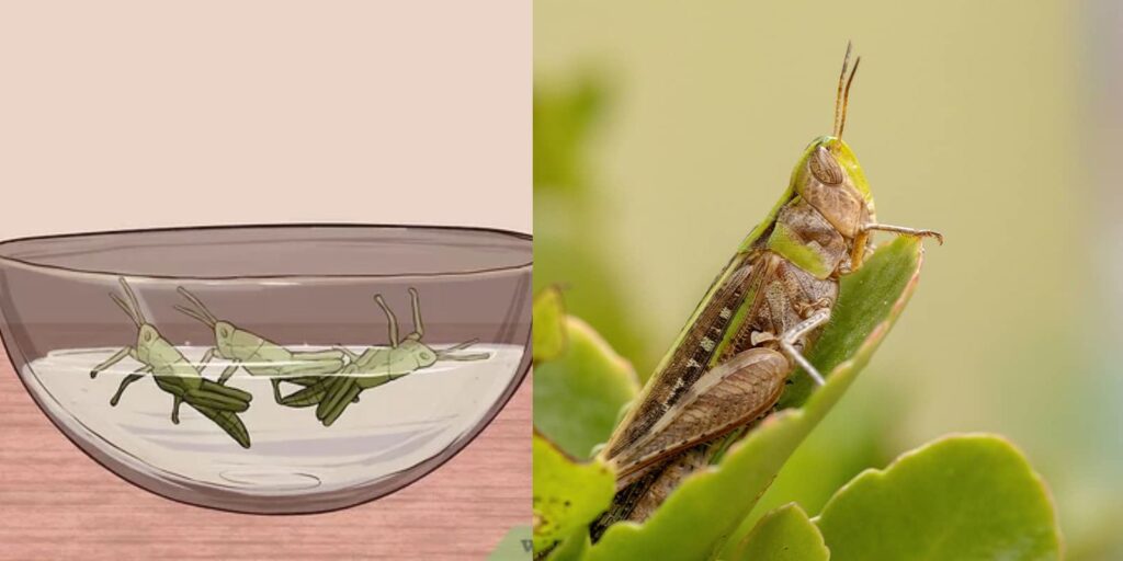 How to Get Rid of Grasshoppers in Your Garden: Effective Strategies for ...