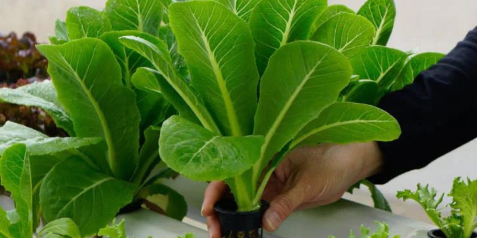 How to Grow Spinach Indoors: My Experience and Best Practices - Natural ...