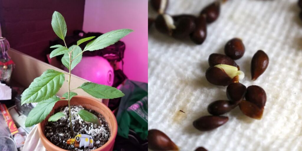 How to Grow Apple Trees From Seed: A Step-by-Step Guide - Natural ...