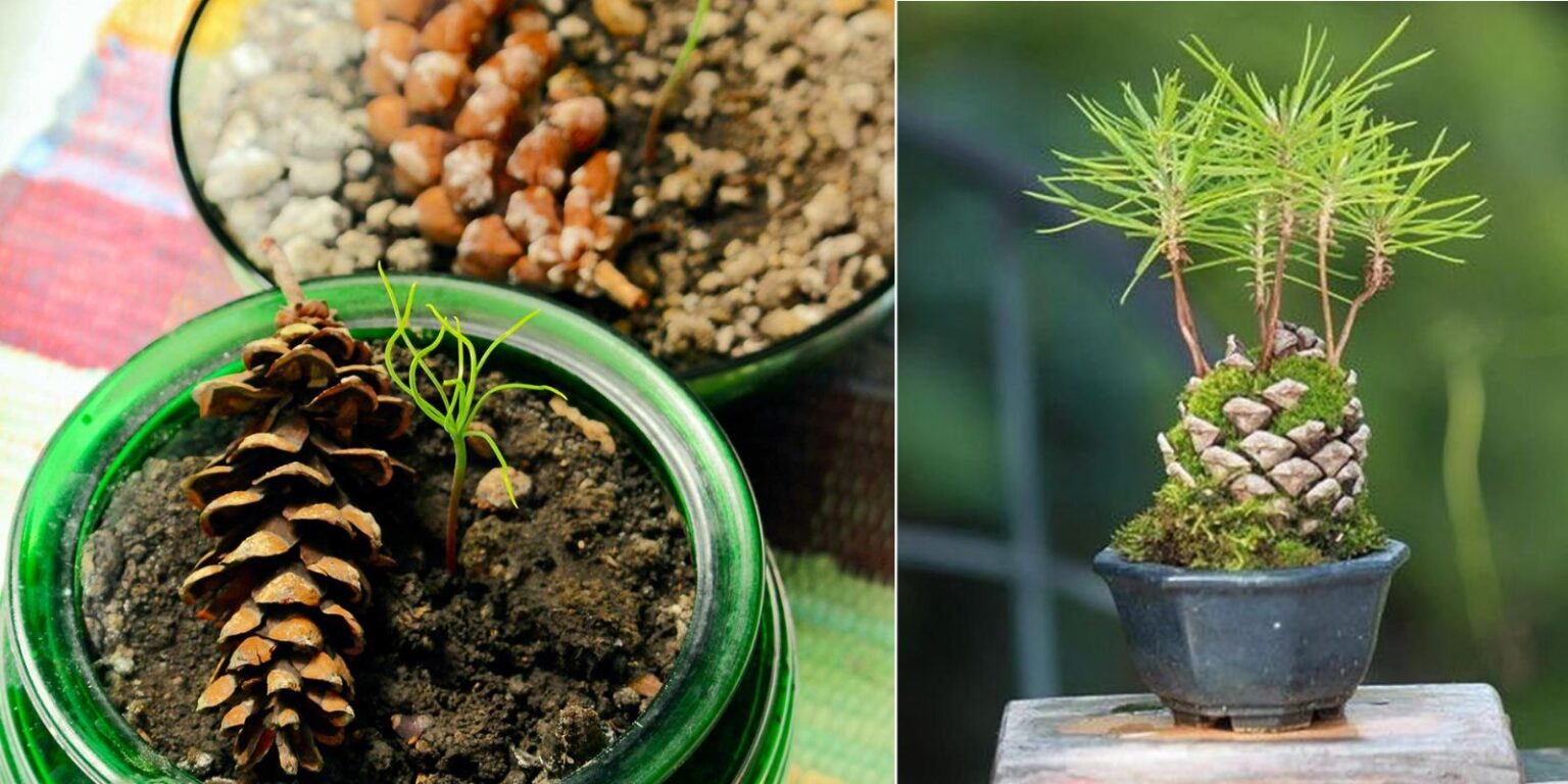 How to Grow a Tree from a Pine Cone: A Complete Guide - Natural Garden Tips