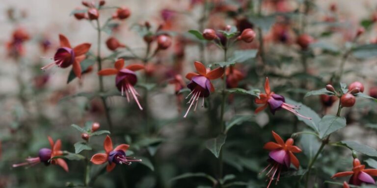 How to Overwinter Fuchsias: A Complete Guide for Keeping Your Fuchsias ...