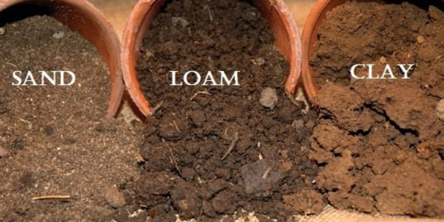 The Ultimate Guide to Loam Soil: What to Know for a Thriving Garden ...