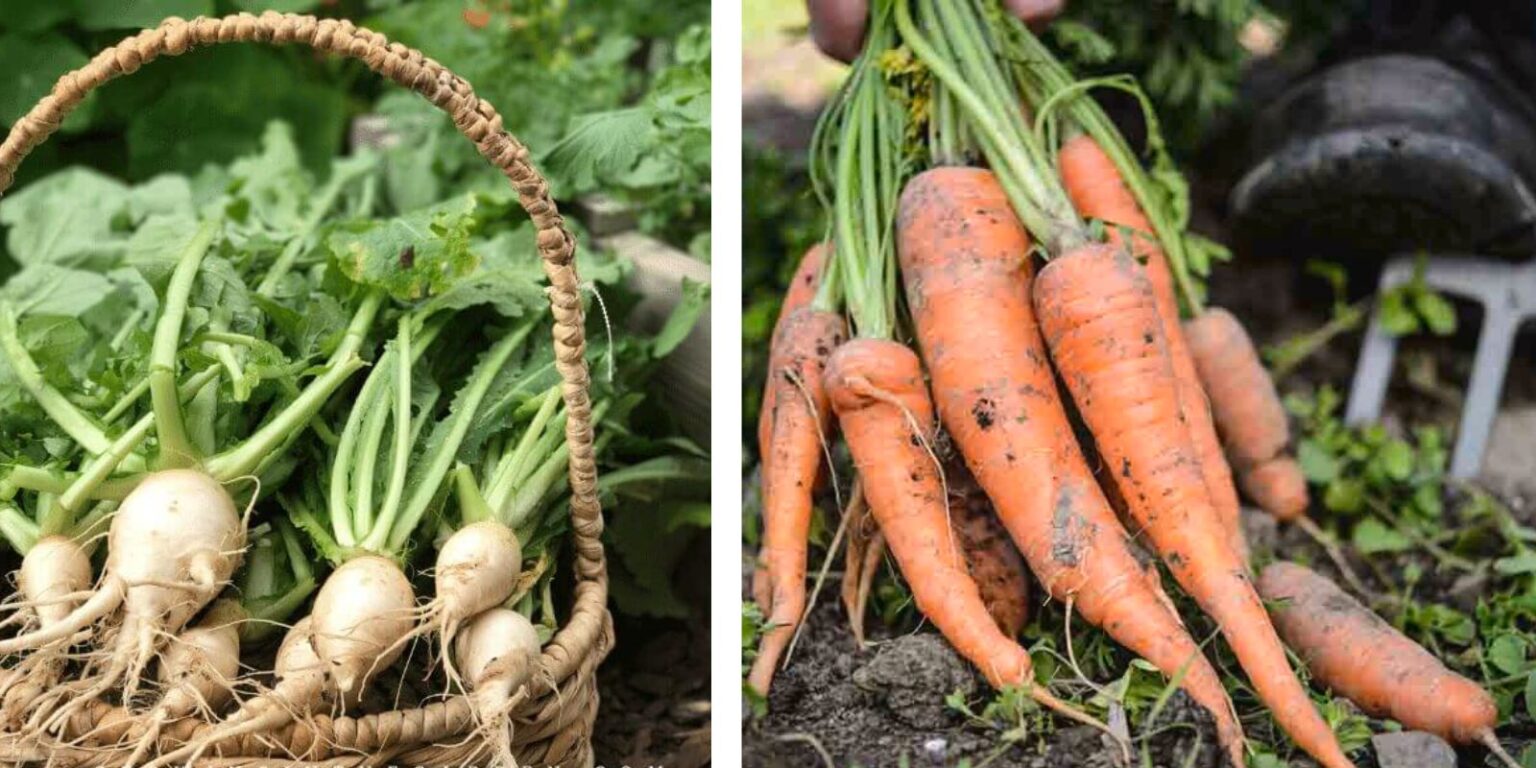 Arizona Vegetable Planting Guide: A Visual Guide to Growing Vegetables in the Desert - Natural ...