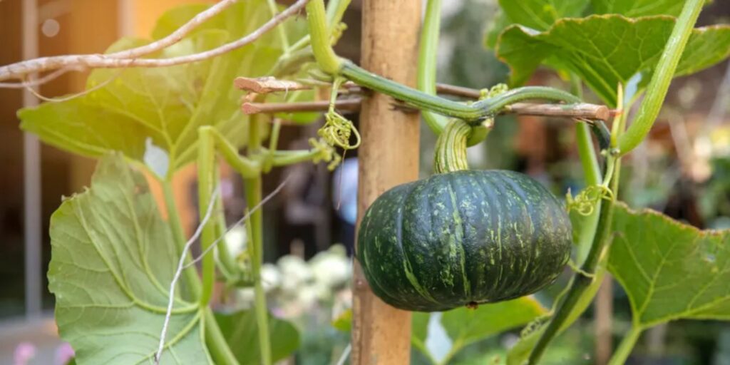 How to Trellis and Grow Squash Vertically for a Higher Yield: A Step-by ...
