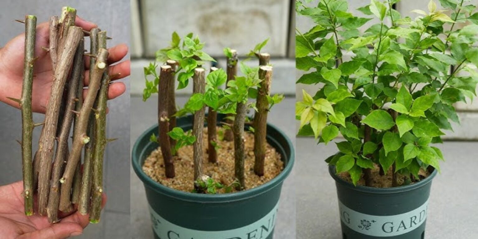 How to Propagate Bougainvillea by Simple Cuttings for a Flourishing ...