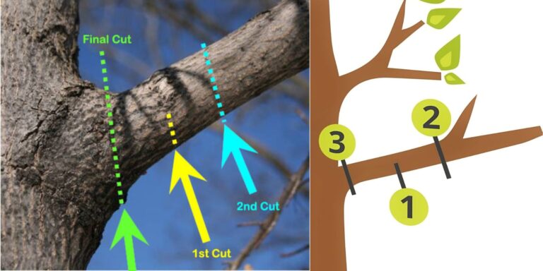 The 1-2-3 Rule of Pruning: A Simple Guide for Healthier Plants ...