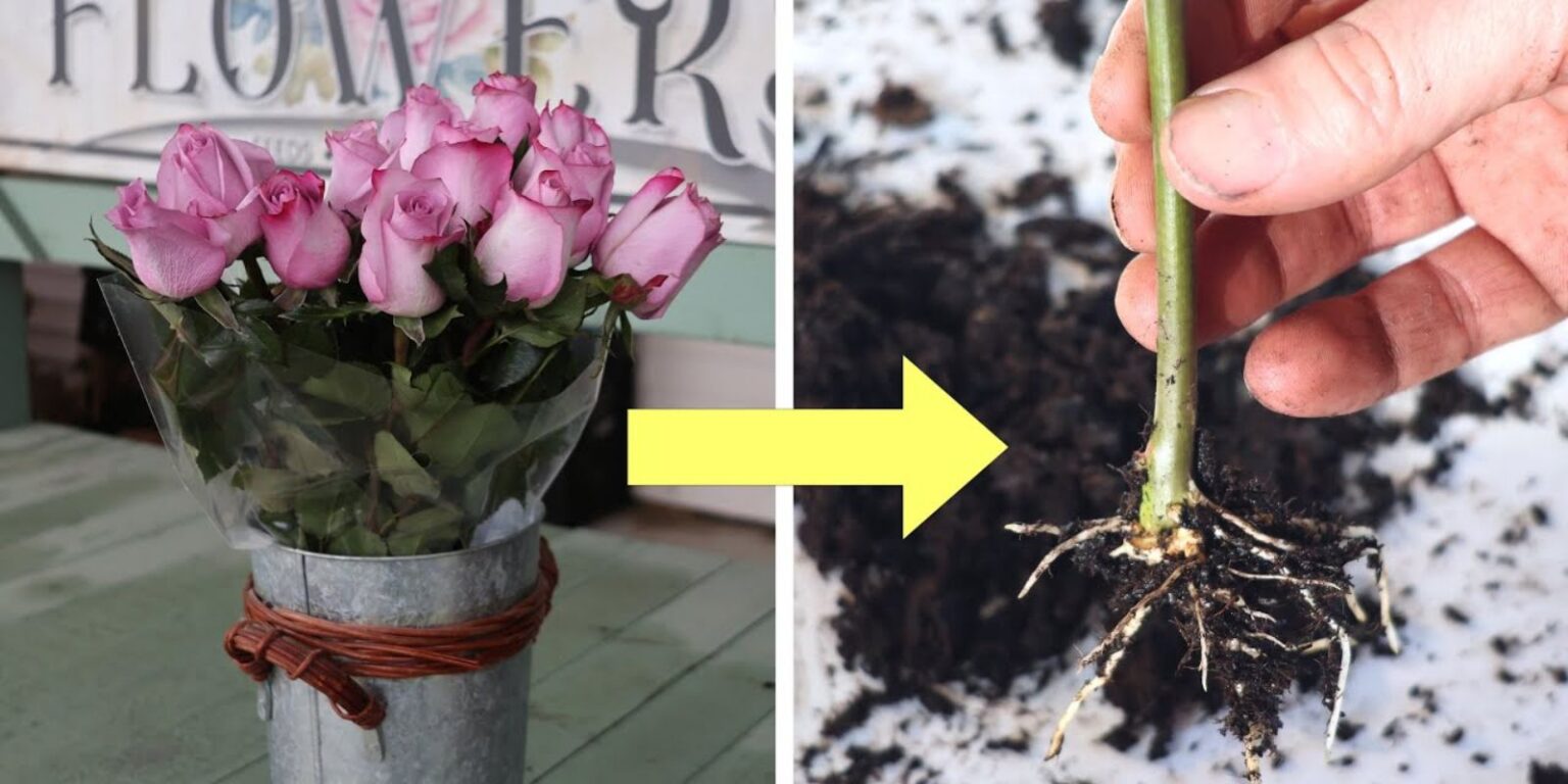 How to Propagate Roses from Cuttings: A Complete Guide for Success ...