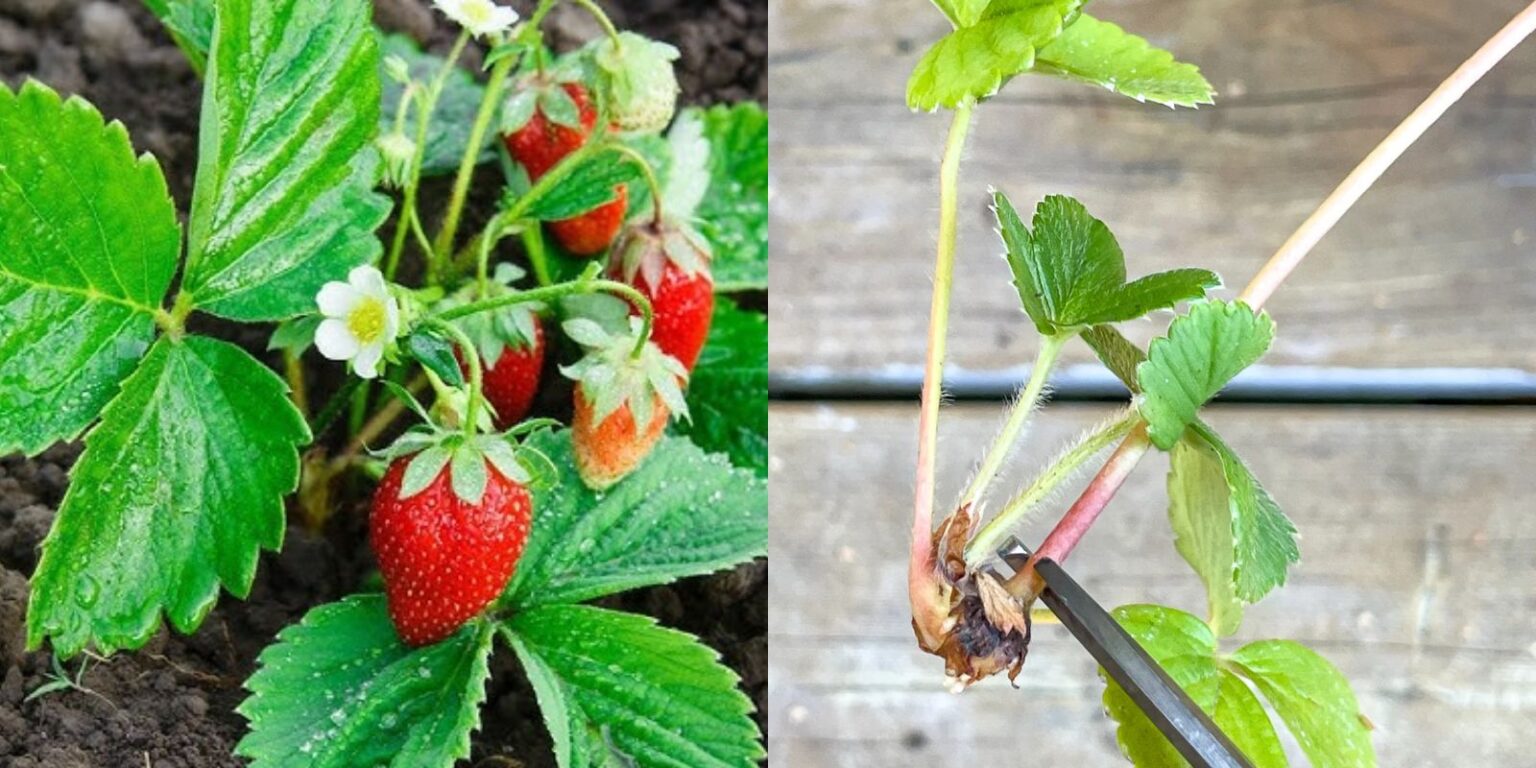 When to Cut Strawberry Runners from the Mother Plant: A Complete Guide ...