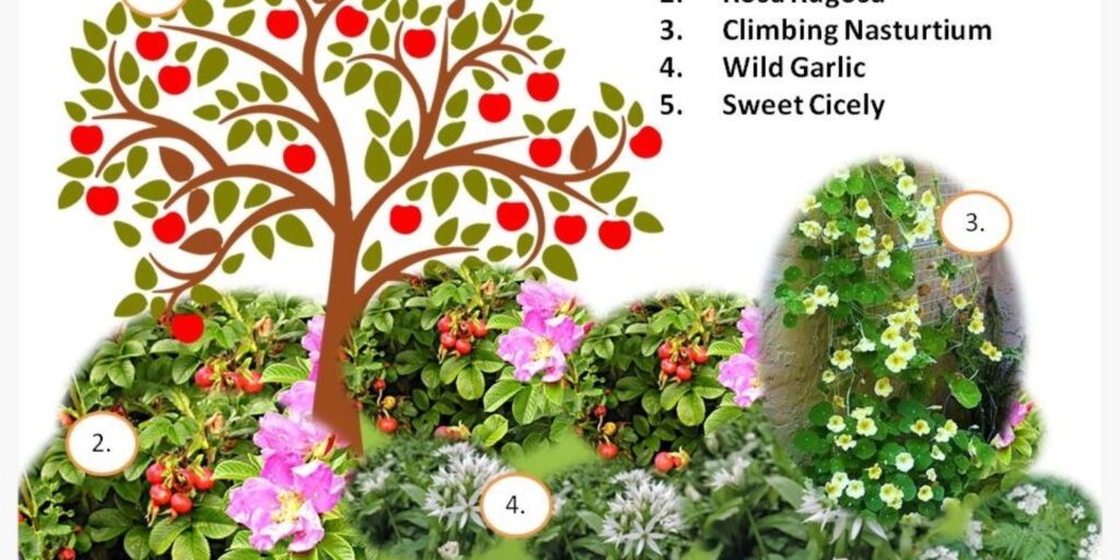 How to Build a Permaculture Fruit Tree Guild: A Sustainable Approach to ...