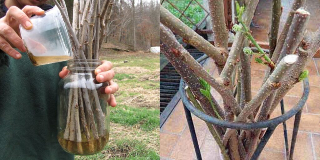 Mastering Pollarding and Propagating Mulberries for a Thriving Garden ...