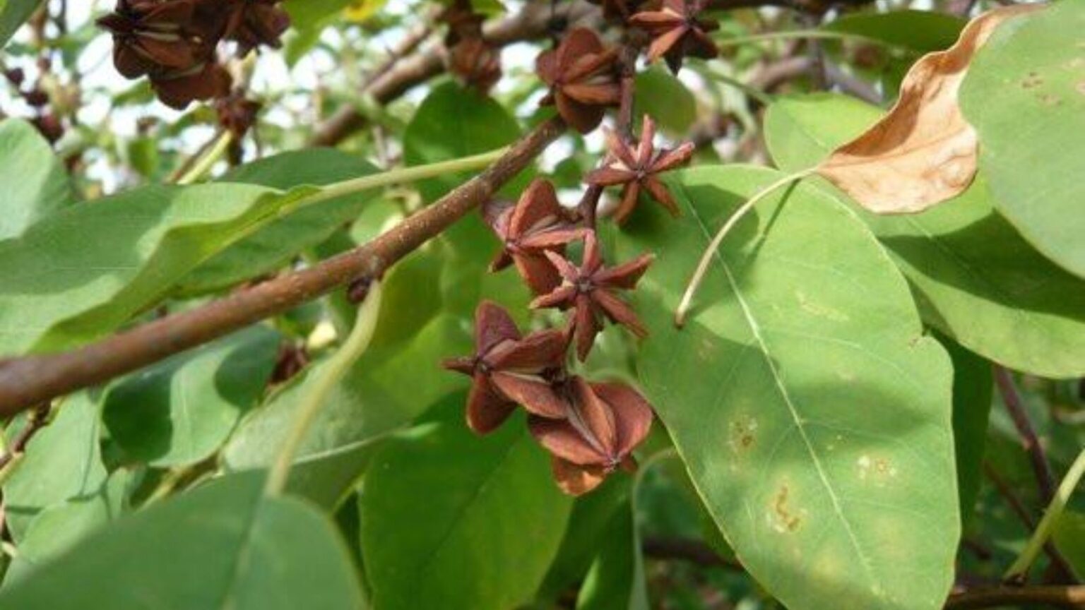 From Seed to Spice: How to Grow Anise at Home in Pots - Natural Garden Tips