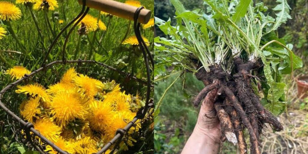 Dandelion Roots: The Hidden Treasure You Can Eat and How to Use Them ...