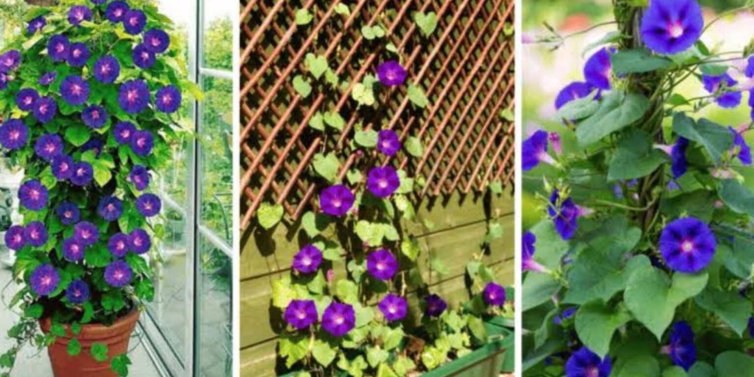 Best Climbing Plants for Containers: How to Grow Beautiful Vines in ...