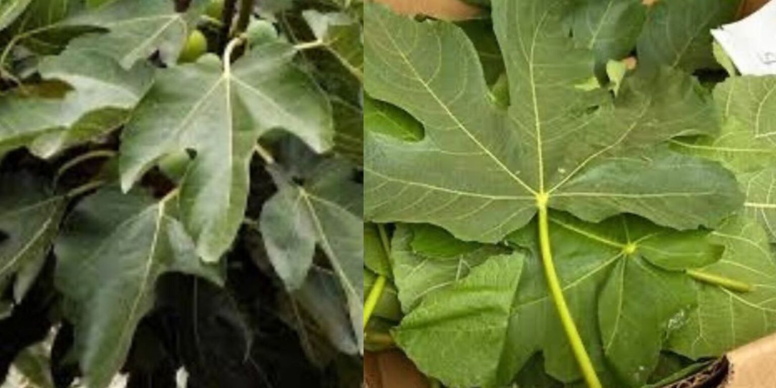 The Hidden Power of Fig Leaves: Health Benefits, Uses, and How to Make ...