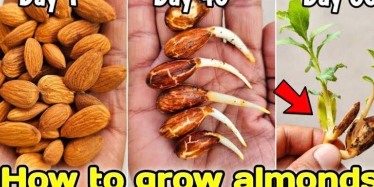 How to Grow an Almond Tree from Seeds at Home: A Step-by-Step Guide ...