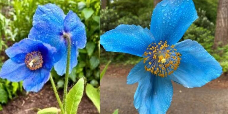 The Enchanting Himalayan Blue Poppy: A Gardener’s Guide to Growing This ...