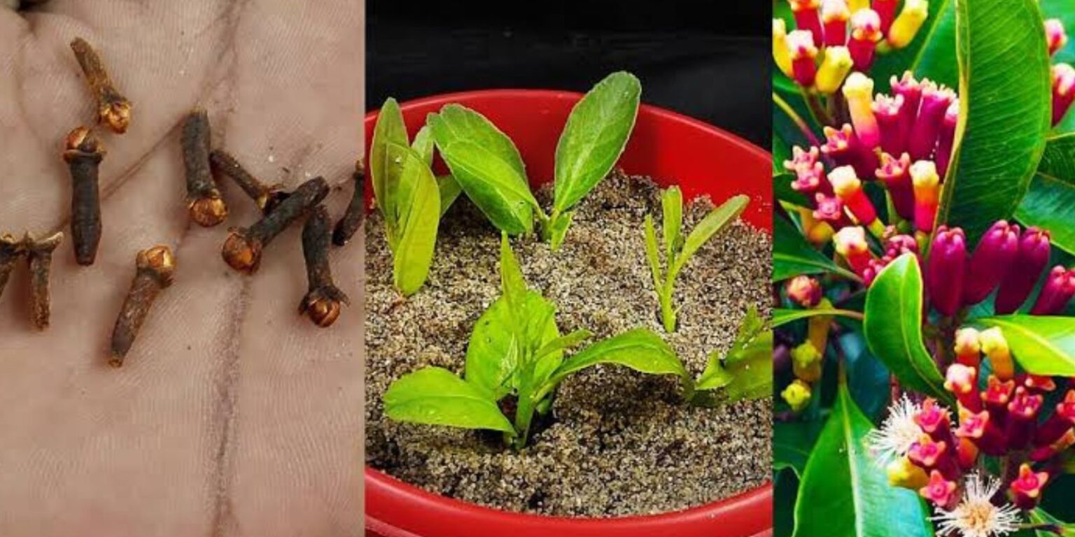 How to Grow Cloves at Home: A Step-by-Step Guide to Cultivating Your ...
