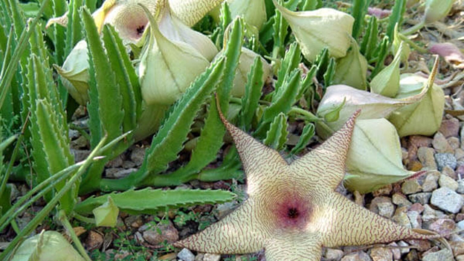 Stapelia Plant Care Guide: How to Grow and Maintain the Stunning ...