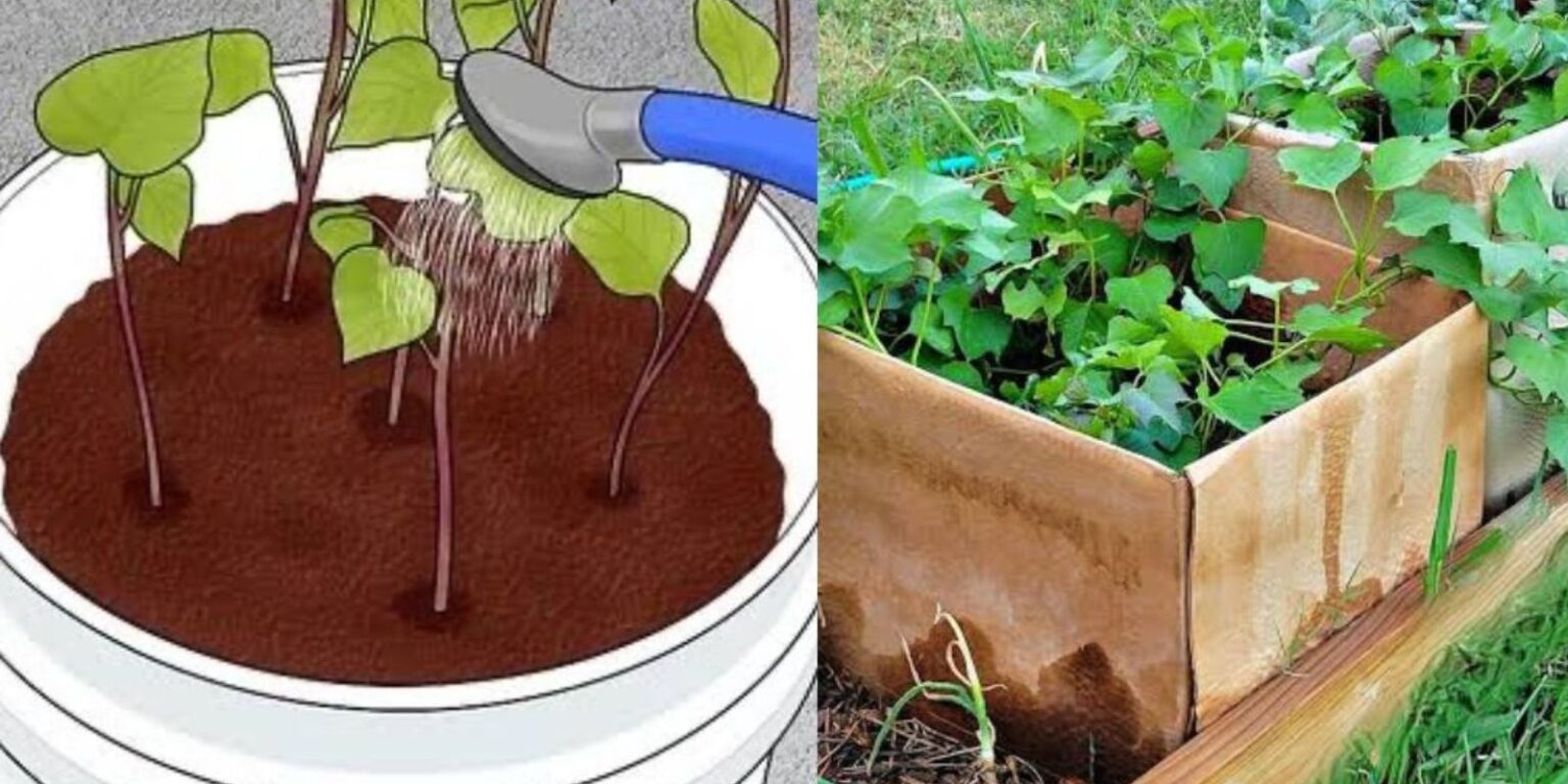How to Grow Sweet Potatoes in Containers: The Best Method for a ...
