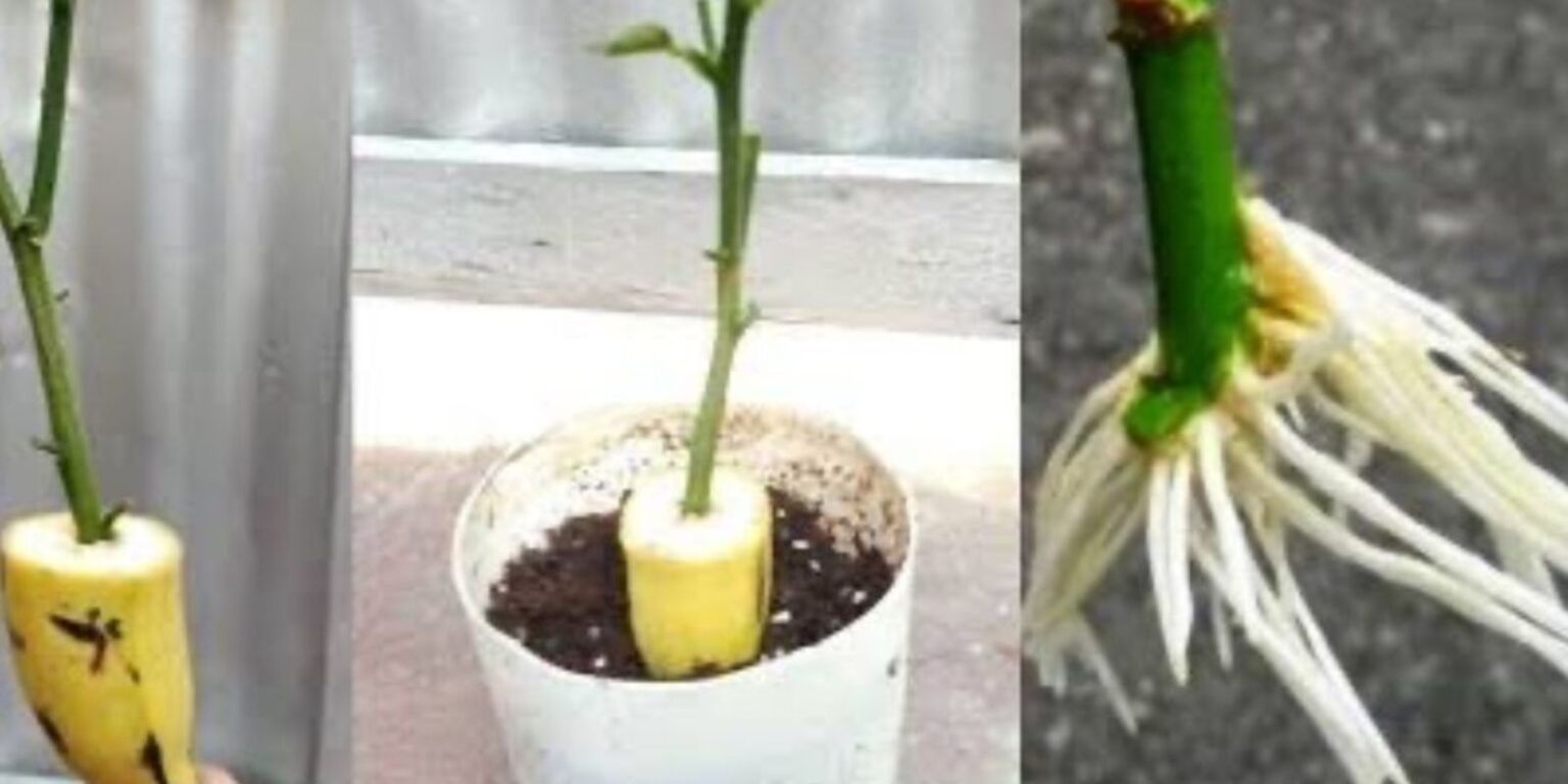 The Old Gardening Trick: How to Root Cuttings Naturally Using Honey and ...