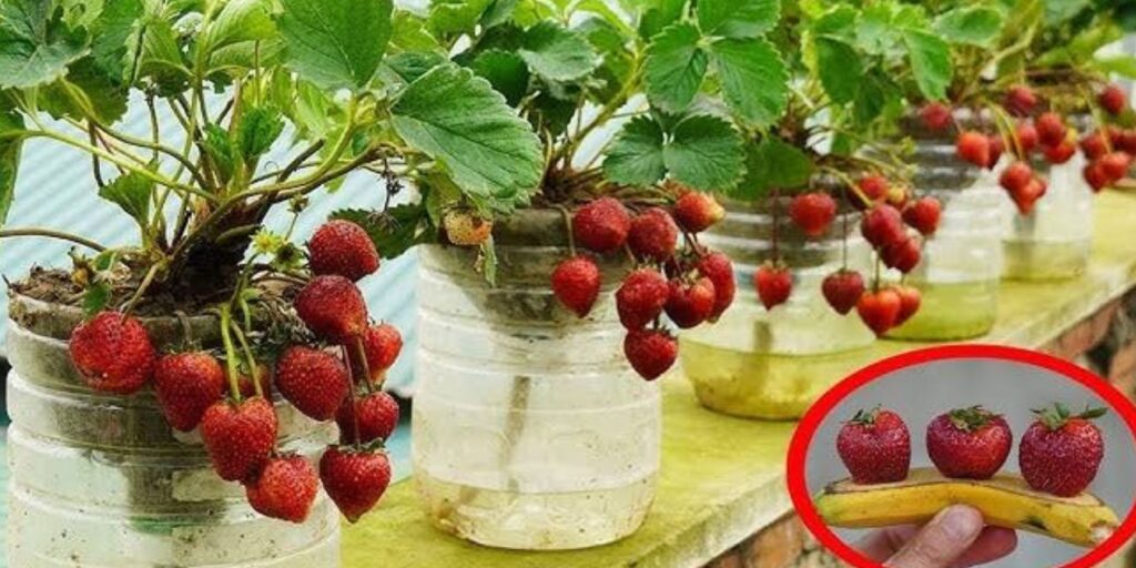 How to Grow Strawberries at Home from Supermarket Fruits: A Step-by-Step Guide - Natural Garden Tips