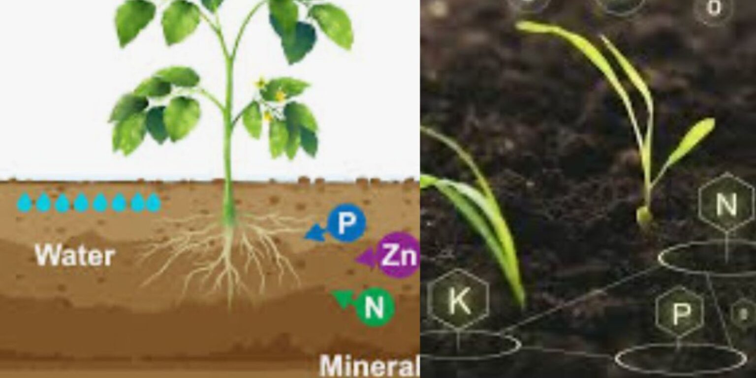Understanding Nutrient Mobility in Soil: A Guide to Optimizing Plant ...