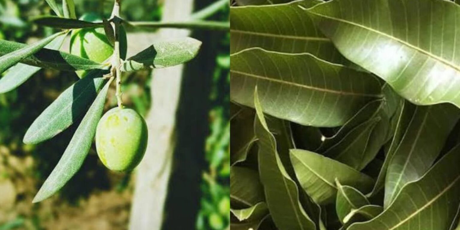The Hidden Power of Mango Leaves: A Natural Treasure for Your Garden ...