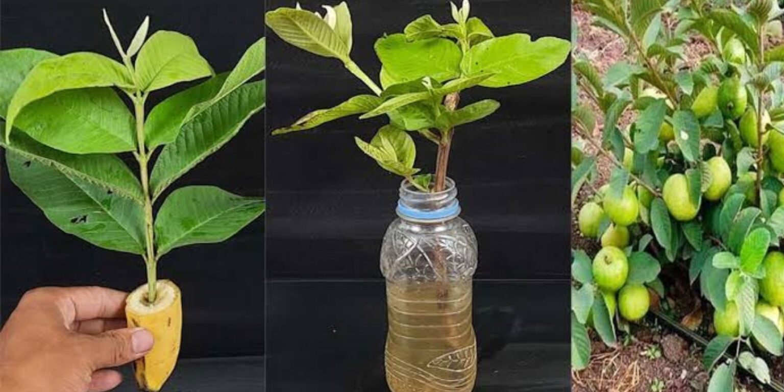 How to Grow Guava Trees from Guava Leaves: A Simple Step-by-Step Guide ...