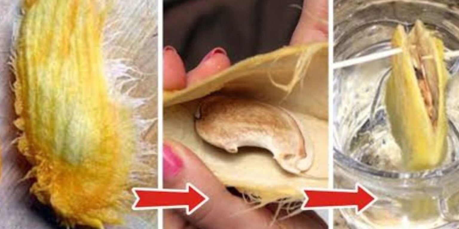 How to Plant a Mango Seed and Successfully Grow It in a Pot: A Step-by ...