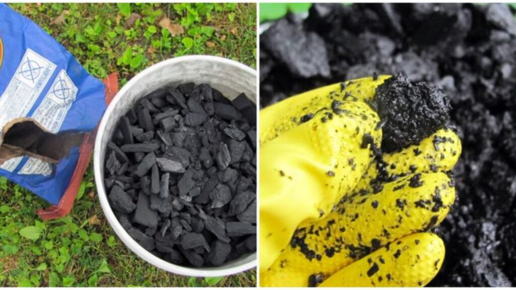 How to Activate and Inoculate Biochar for Maximum Soil Benefits ...