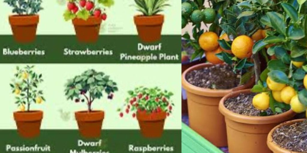 The Easiest Fruit Plants to Grow in Pots: A Guide to Homegrown Harvests ...
