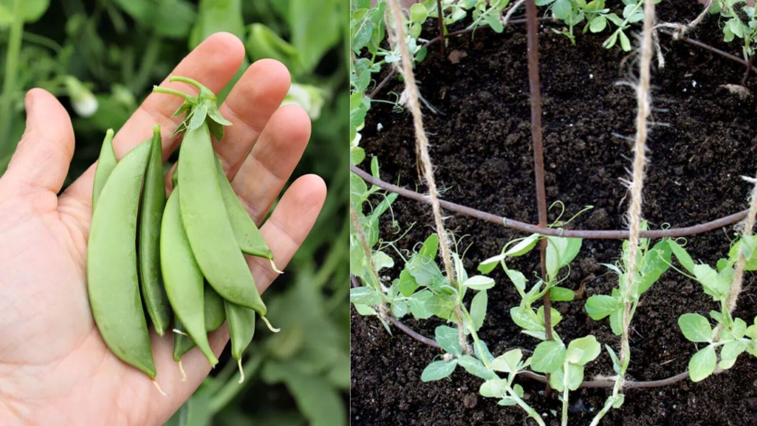 How to Grow Sugar Snap Peas from Seed to Harvest - Natural Garden Tips
