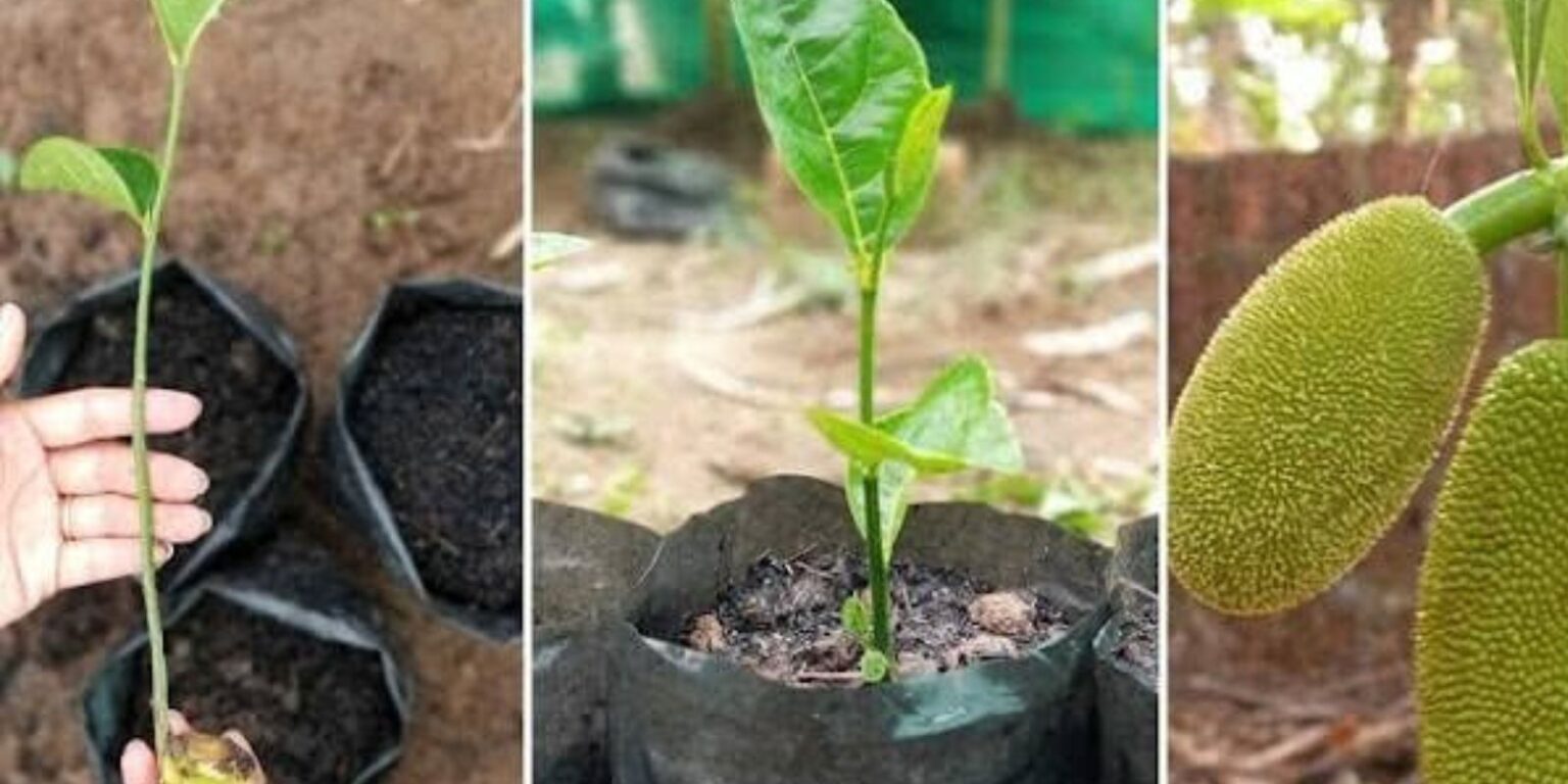 How to Grow Jackfruit from Seed: A Step-by-Step Guide to Cultivating ...