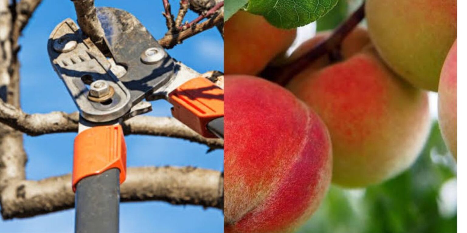 The Ultimate Guide to Pruning and Growing Peach Trees for a Bountiful Harvest - Natural Garden Tips