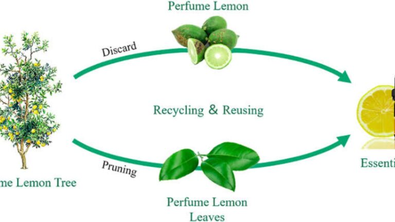 The Power of Lemon Leaves: How to Use Them for Health, Home, and ...