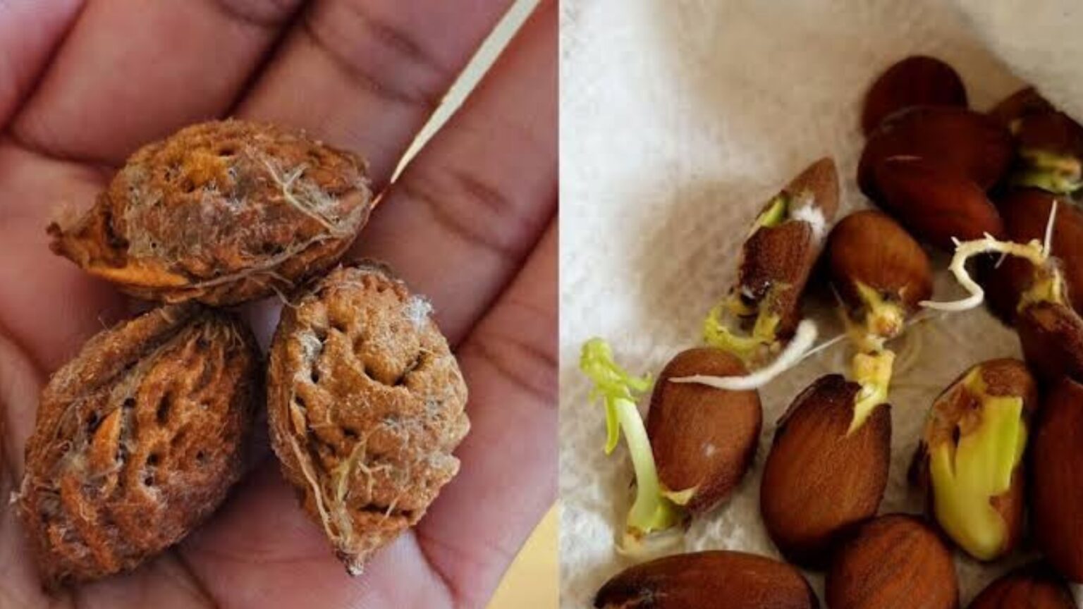 How to Grow a Peach Tree from Seed – A Step-by-Step Guide - Natural Garden Tips